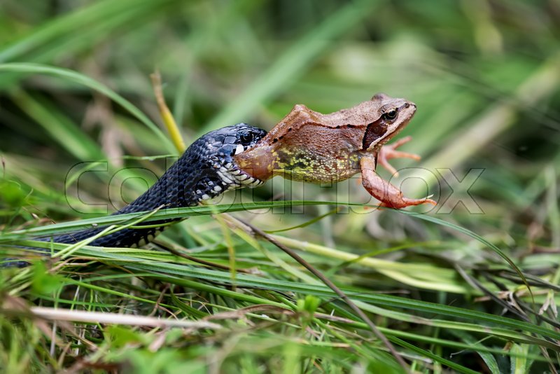 Black Snake eating big frog | Stock image | Colourbox