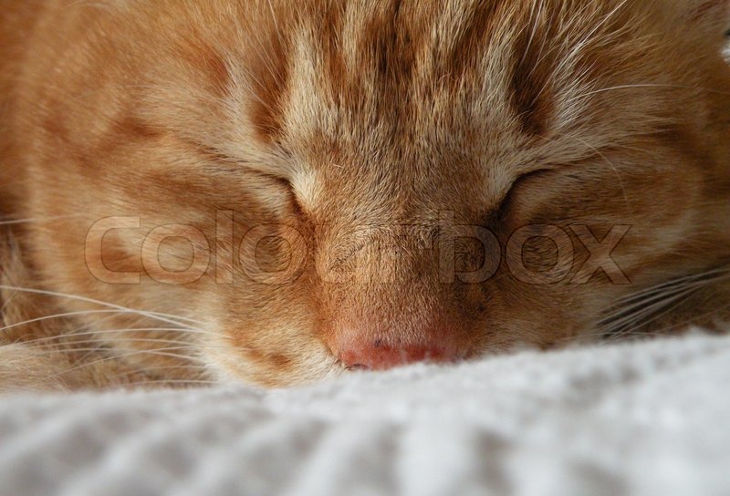 Close up of red cat face lying on white ... | Stock image | Colourbox