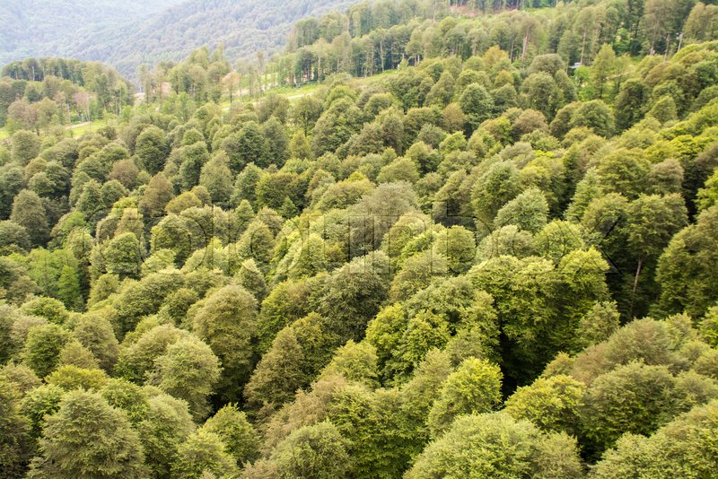 Wild forest | Stock image | Colourbox