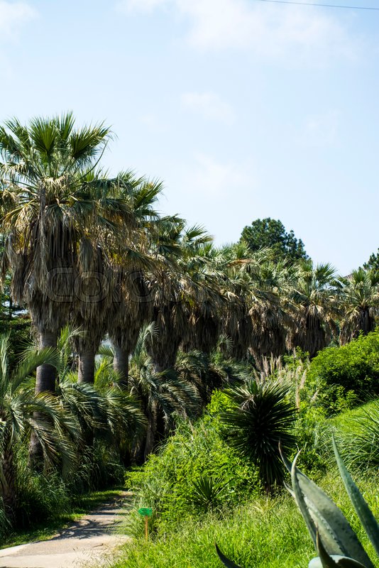 Green Palms Background | Stock image | Colourbox