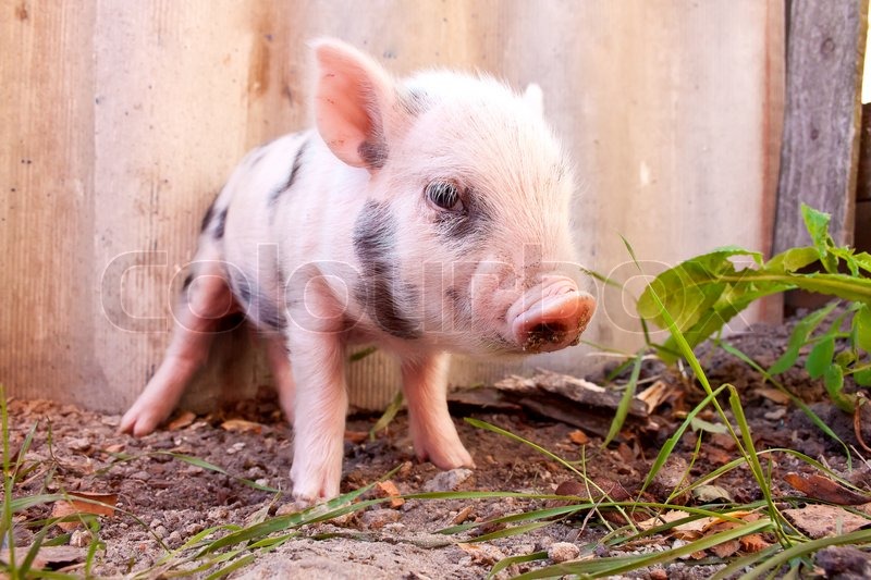 Close-up of a cute muddy piglet running ... | Stock image | Colourbox