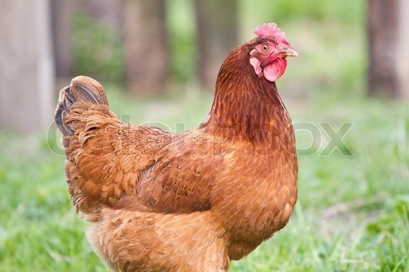 Portrait eines Huhns | Stock Bild | Colourbox