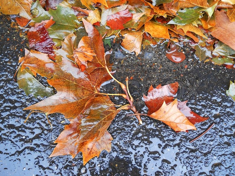 Rain Falling On Leaves