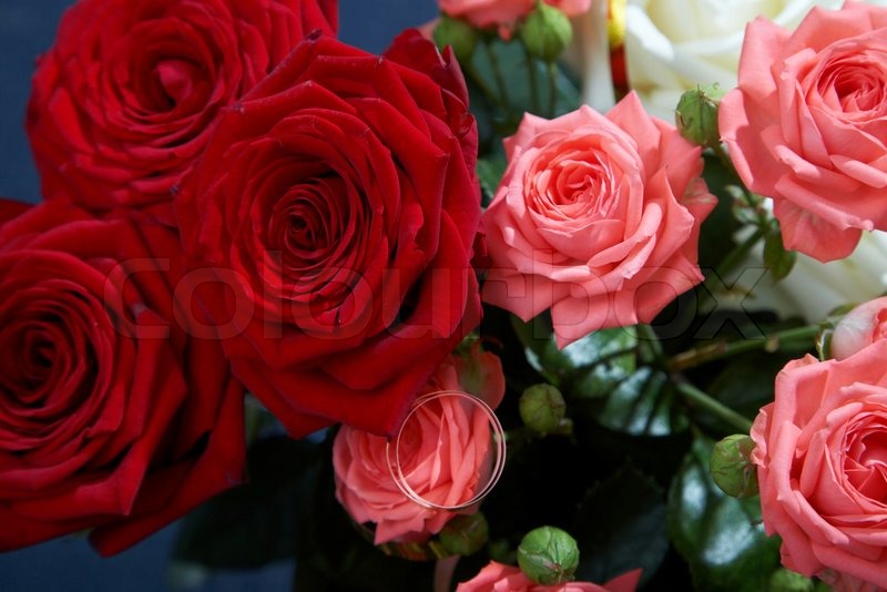 An image of pink and red roses | Stock image | Colourbox