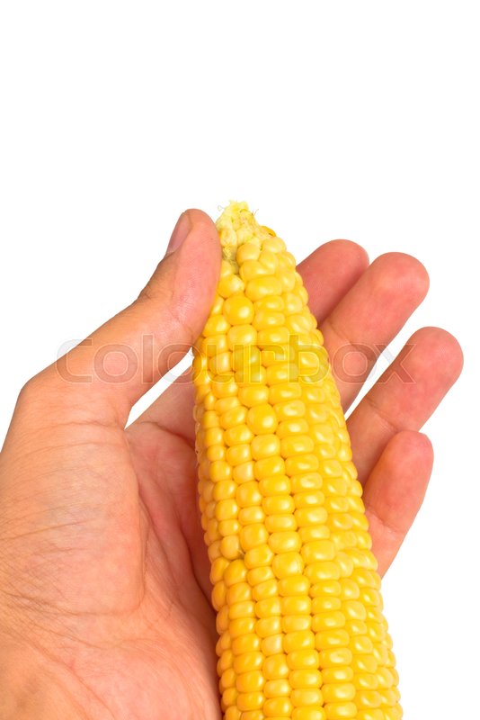 Hand holding a corn isolated on white ... | Stock image | Colourbox