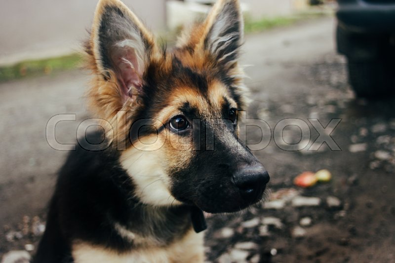 Sad German Shepherd