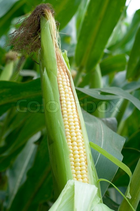 Close up of green husked ear of corn in ... | Stock image | Colourbox