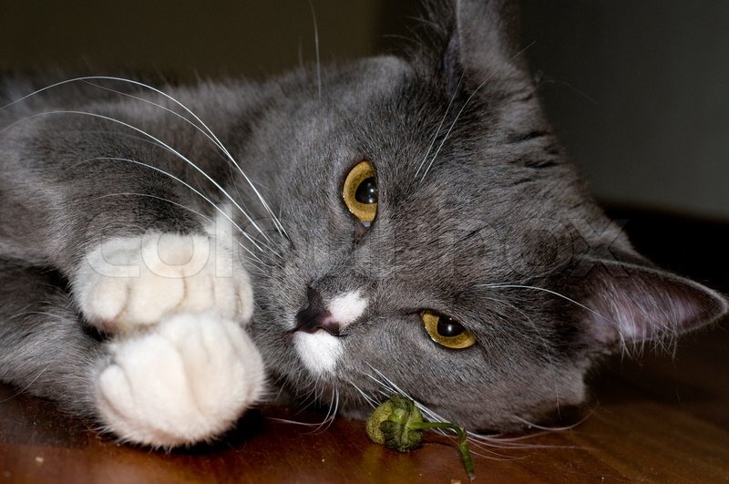 Die Katze im Haus auf einer Etage | Stock Bild | Colourbox