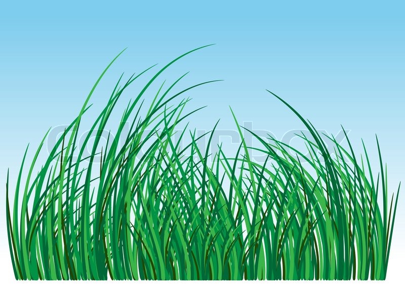 Green, lush grass in the pasture | Stock vector | Colourbox