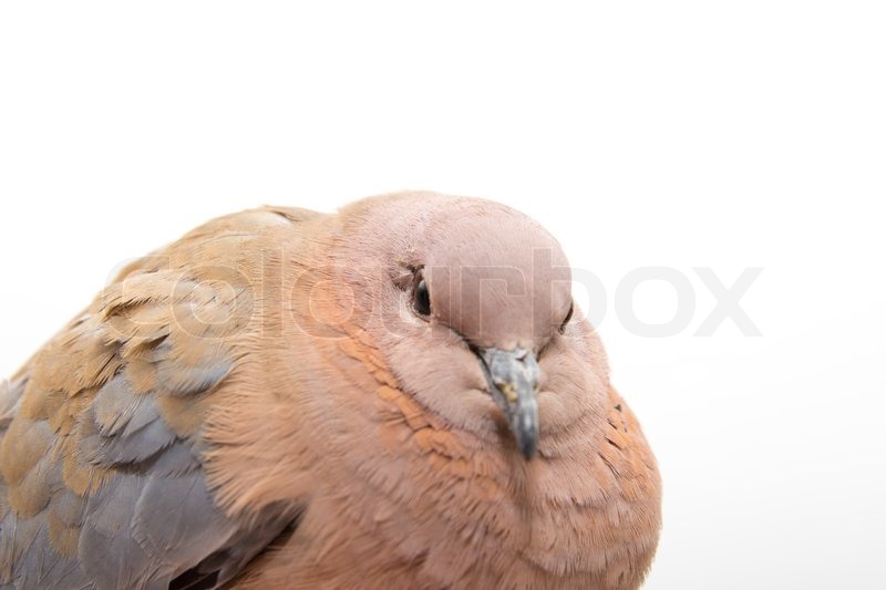 Portræt af en due på en hvid baggrund | Stock foto | Colourbox