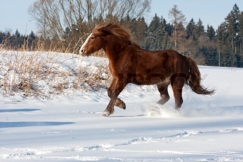 Brown hest shire run galop i vinteren | Stock foto | Colourbox