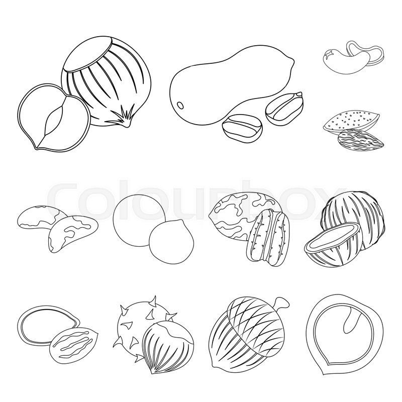 Different kinds of nuts outline icons ... | Stock vector | Colourbox
