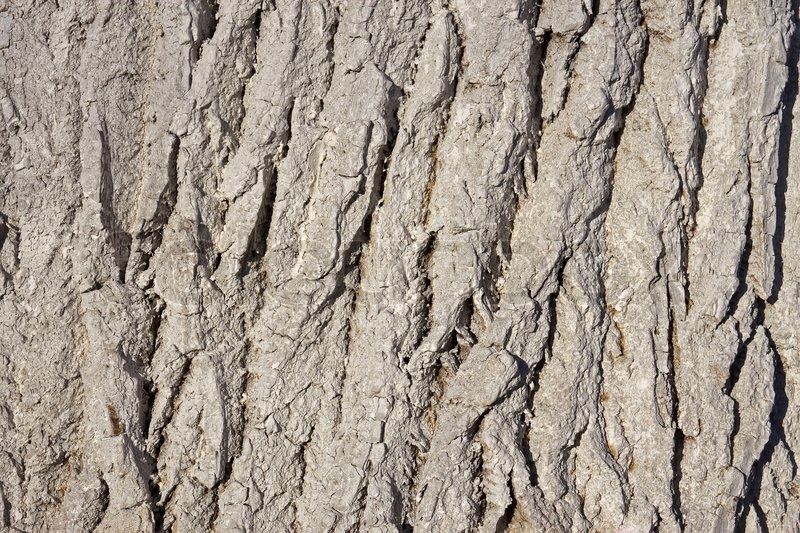 Fragment the bark of the old large tree covered with lime | Stock Photo ...