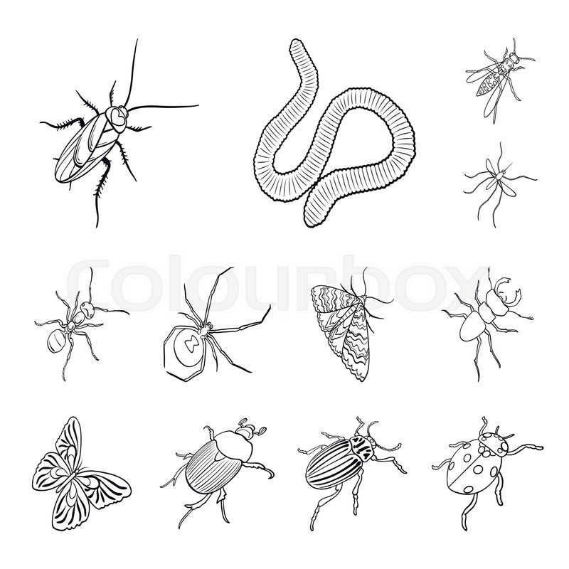 Different kinds of insects outline ... | Stock vector | Colourbox