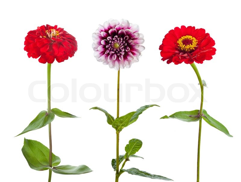 Three flowers isolated on white ... | Stock image | Colourbox