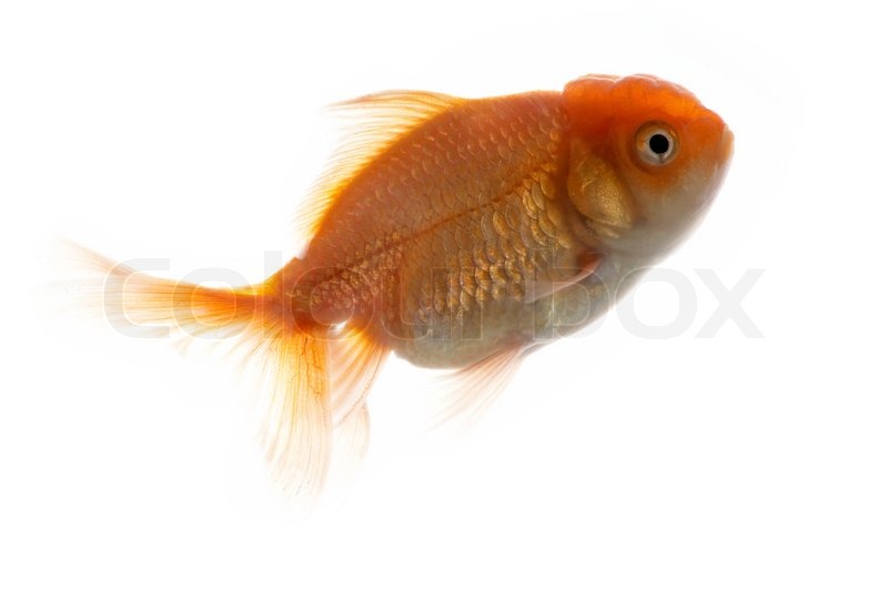 Ein Bild von Gold-Fisch | Stock Bild | Colourbox