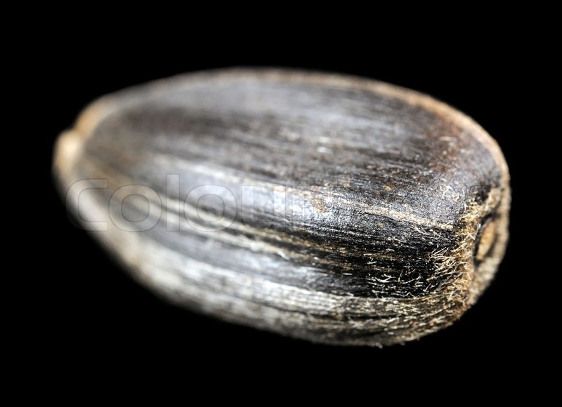Sunflower Seed Close-Up on Black ... | Stock image | Colourbox