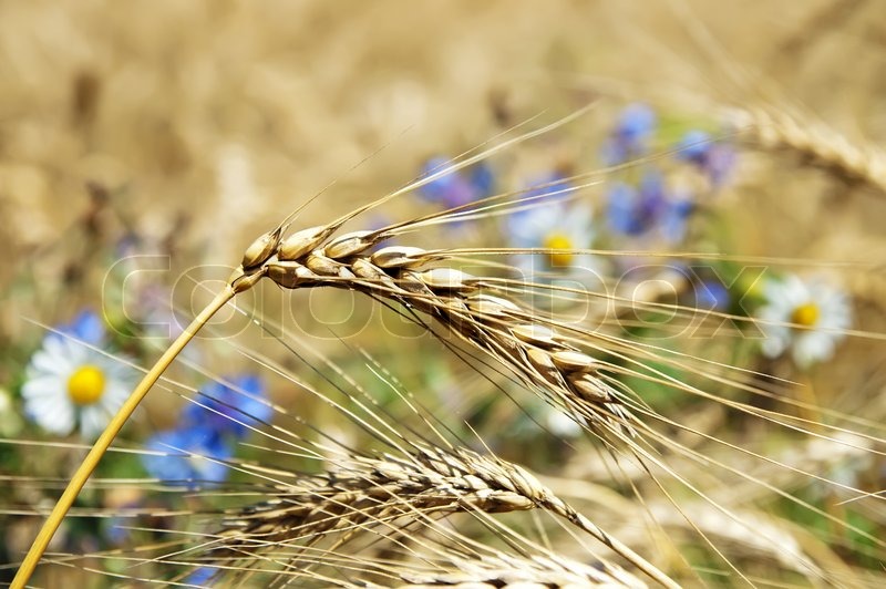 Field of wheat with flowers | Stock image | Colourbox
