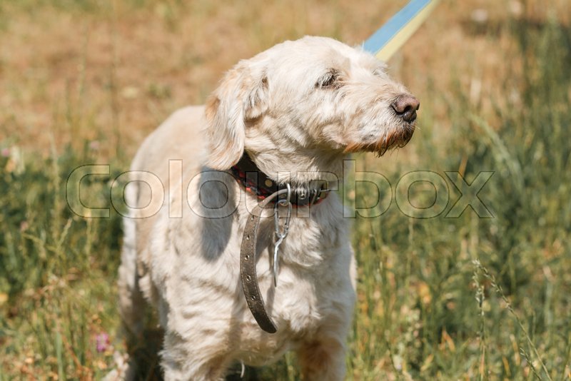 Serious Face Dog