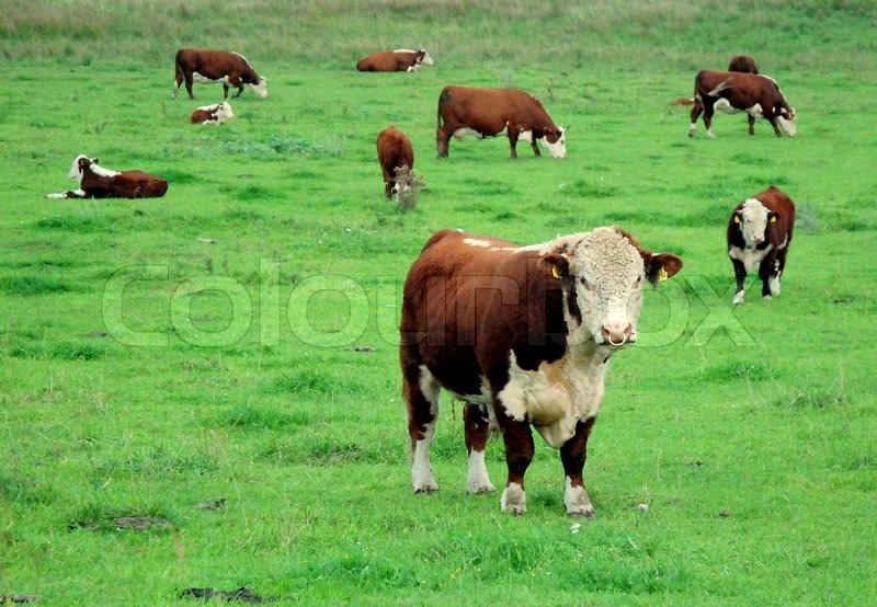 Cattle on a Field / Red Bull | Stock image | Colourbox