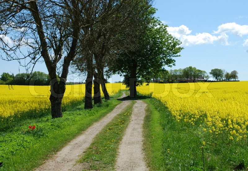 Rapsmark med en række træer ved en vej | Stock foto | Colourbox