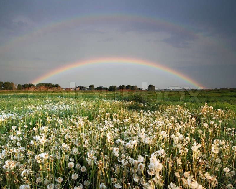 Rainbow over the field with flowers | Stock image | Colourbox