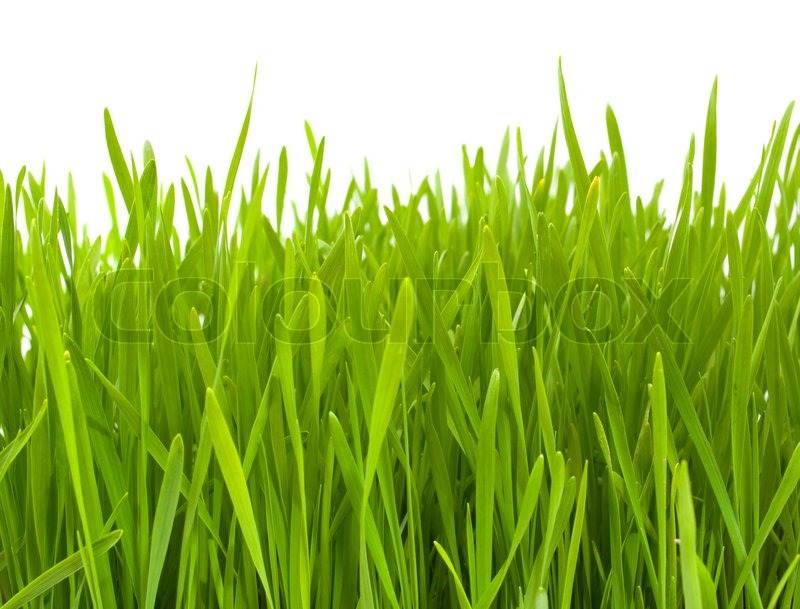 Isolierte grüne Gras auf weißem ... | Stock Bild | Colourbox