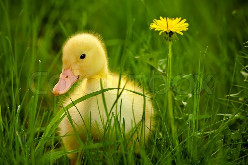 Yellow Duckling