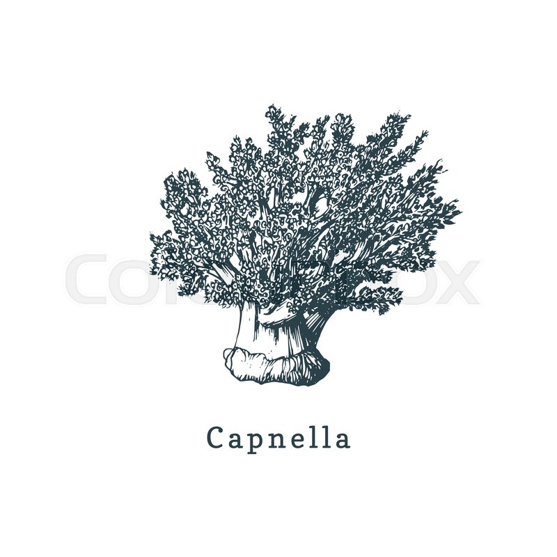 Coral Polyp Drawing