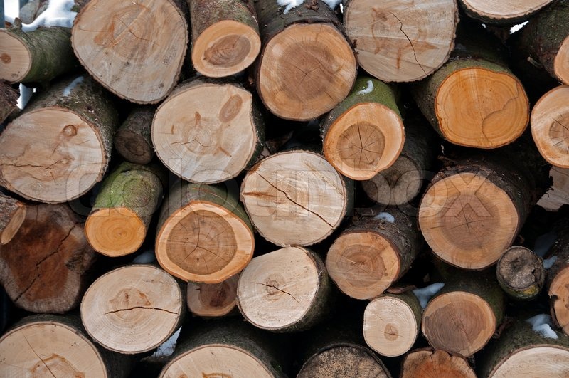 Cut trees as a wooden background | Stock image | Colourbox