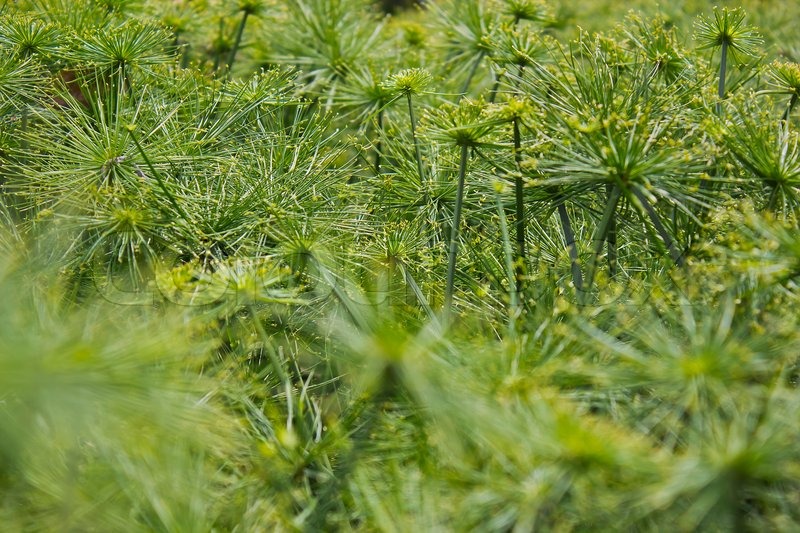 Mini papyrus plants foliage | Stock image | Colourbox