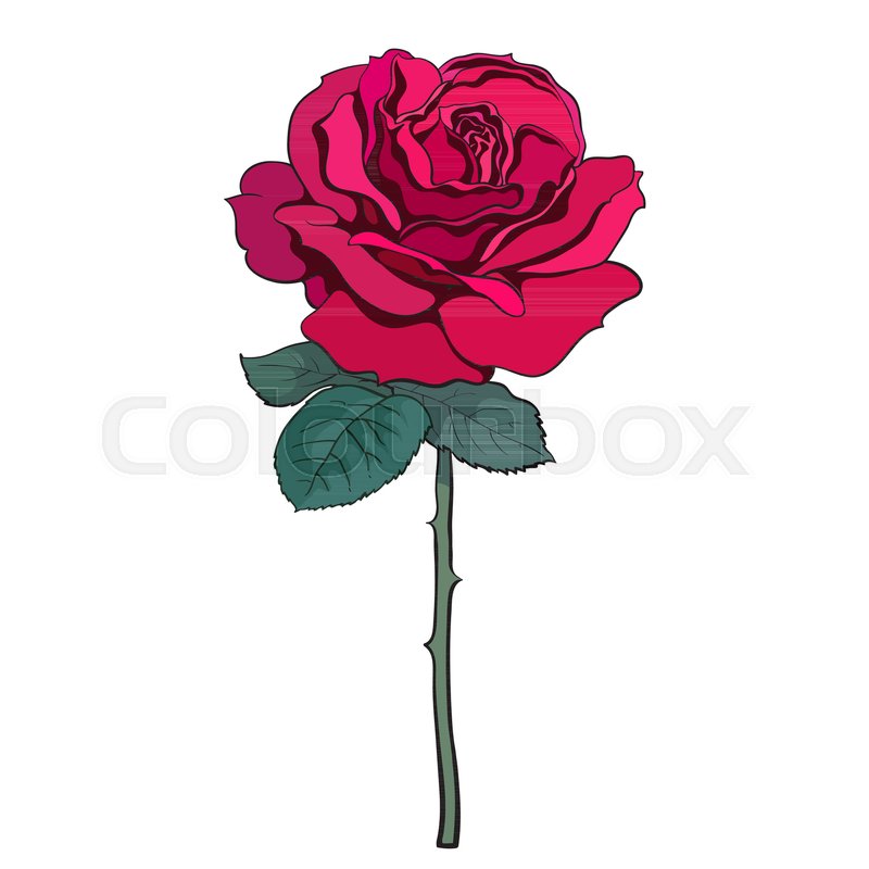Single Red Rose Drawing