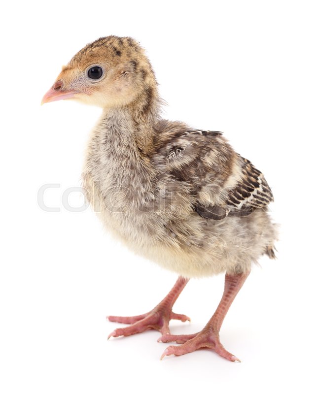Cute little newborn chicken turkey ... | Stock image | Colourbox