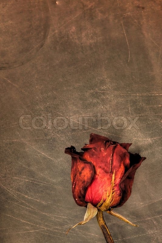 Et billede af tørrede rose | Stock foto | Colourbox
