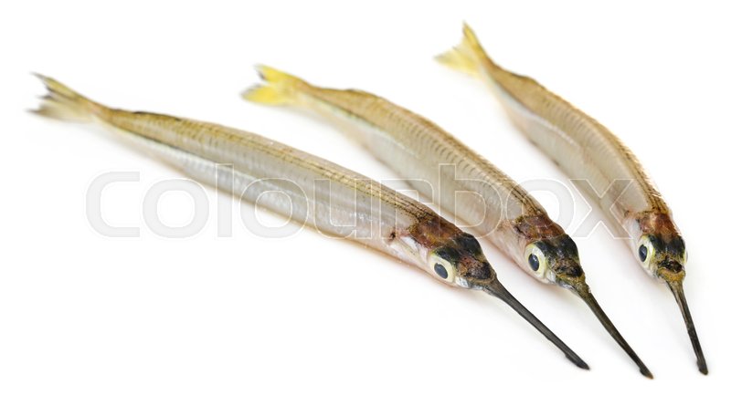 Needlefish of fresh water over white ... | Stock image | Colourbox