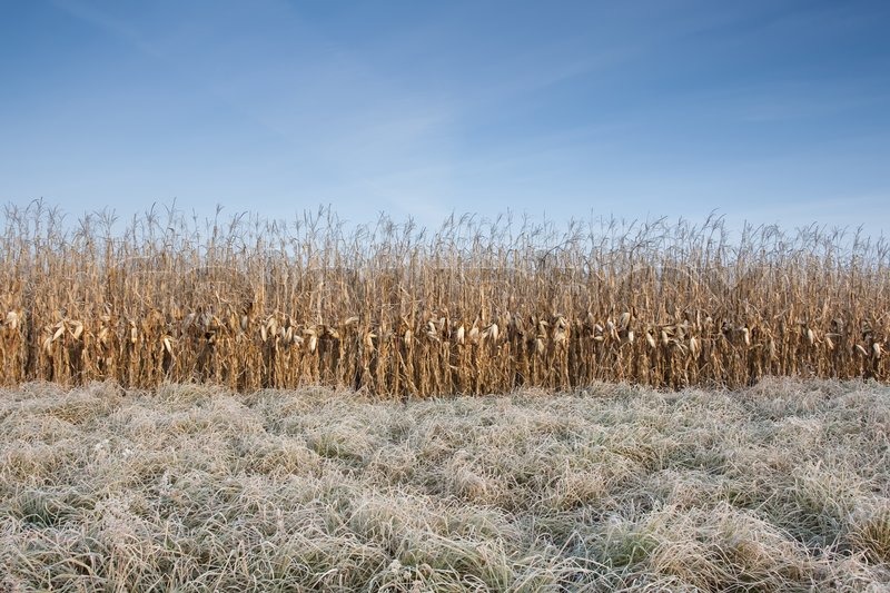 Corn Field in winter | Stock image | Colourbox