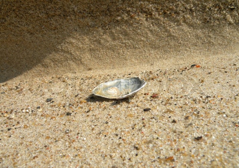 Shiny sea shell on sand beach, close up | Stock image | Colourbox