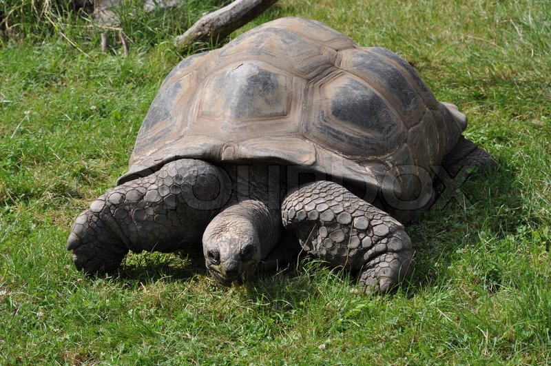 Giant turtle eating green grass in ... | Stock image | Colourbox