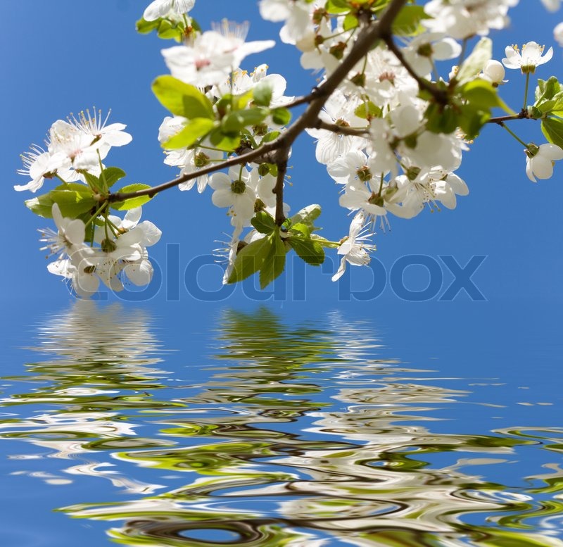 Spring Flowers And Water
