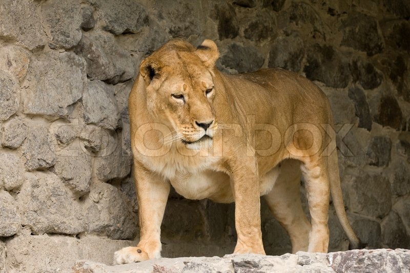 Weiblichen afrikanischen Löwen in einem ... | Stock Bild | Colourbox