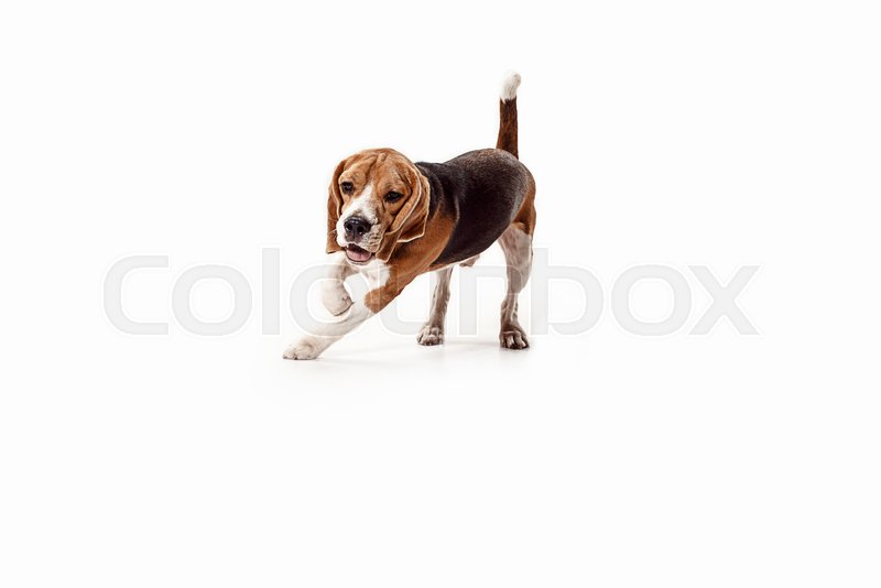 Dog Sitting Front View