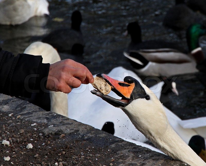 Swan eating bread from hand | Stock image | Colourbox
