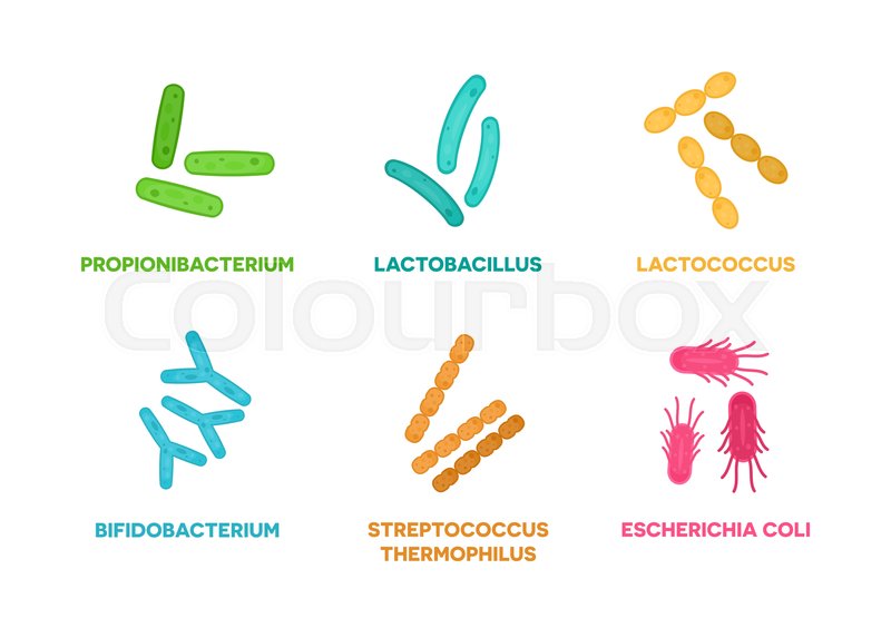 Microorganisms Good Bacteria