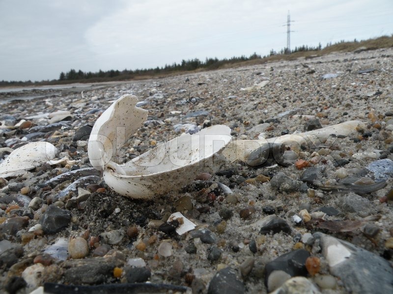 Close up of open sea shell on shore | Stock image | Colourbox