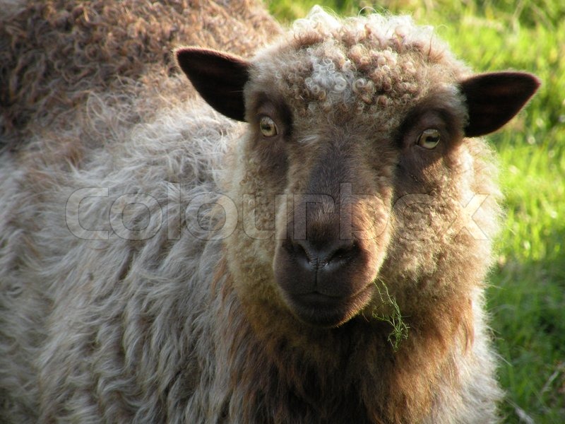 Close up of brown sheep head that is ... | Stock image | Colourbox