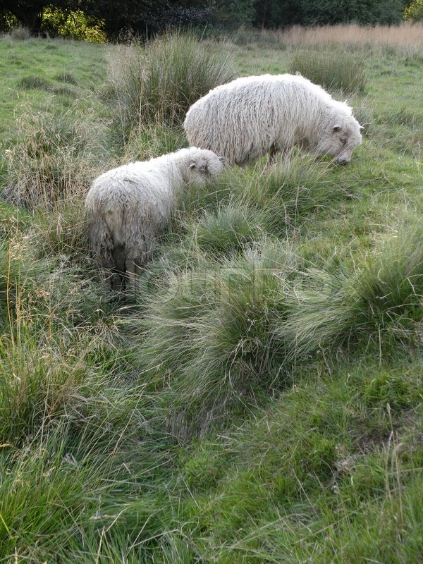2, two white sheep with much wool ... | Stock image | Colourbox