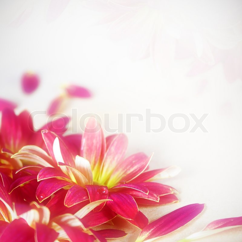Floral Magenta Flower Background Very ... | Stock image | Colourbox