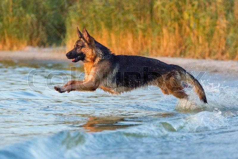 Are German Shepherds Water Dogs