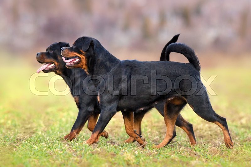 Rottweiler play in autumn park | Stock image | Colourbox