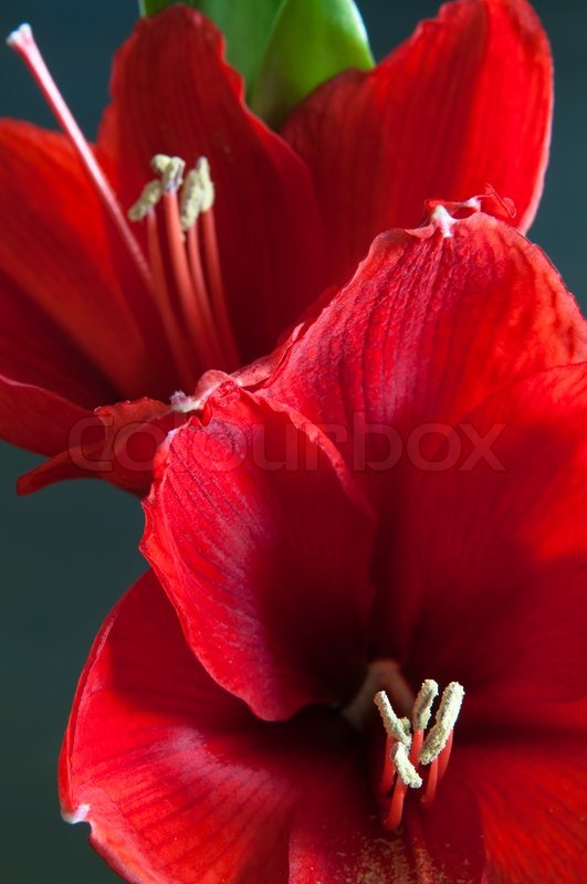 Red amaryllis | Stock Photo | Colourbox